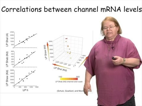 Eve Marder (Brandeis University) Part 4: Intra-animal variability - YouTube
