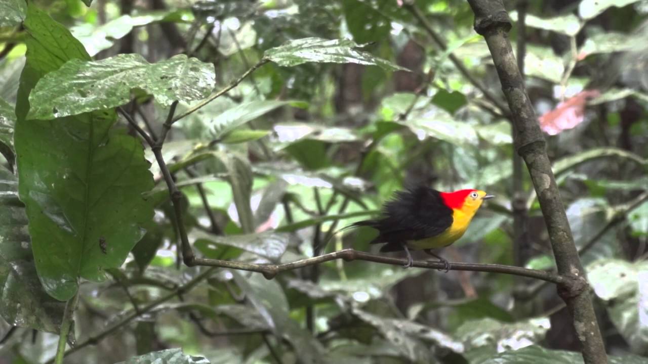 Wire-tailed Manakin (Pipra filicauda) male solo display - YouTube