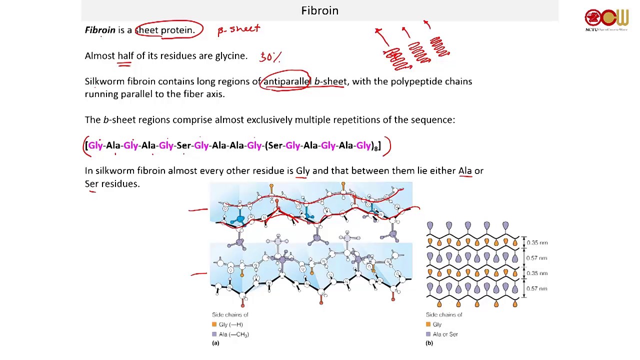 Lec 16 Fibrous and globular proteins - YouTube
