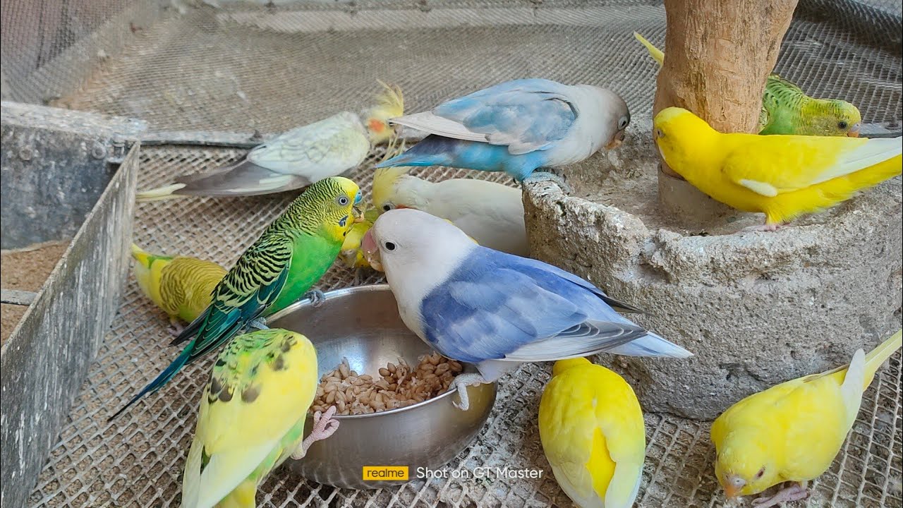@birdsparadiseworld7804 How To Feed Wheat To Bird | Chidya Ko Gehu ...
