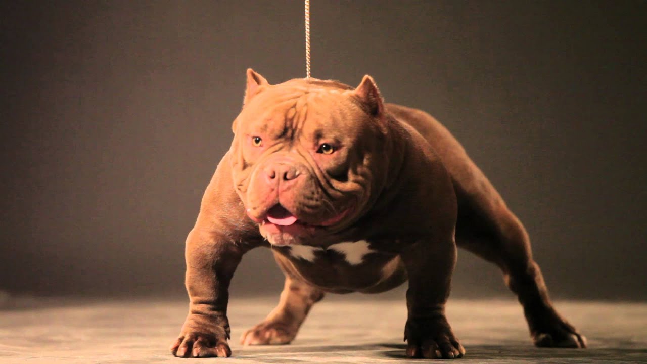 THE BULLY PROFILES | DEVIL SPIT - YouTube