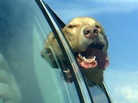Scary Cujo looking look-a-like Dog hanging head out of the car window ...