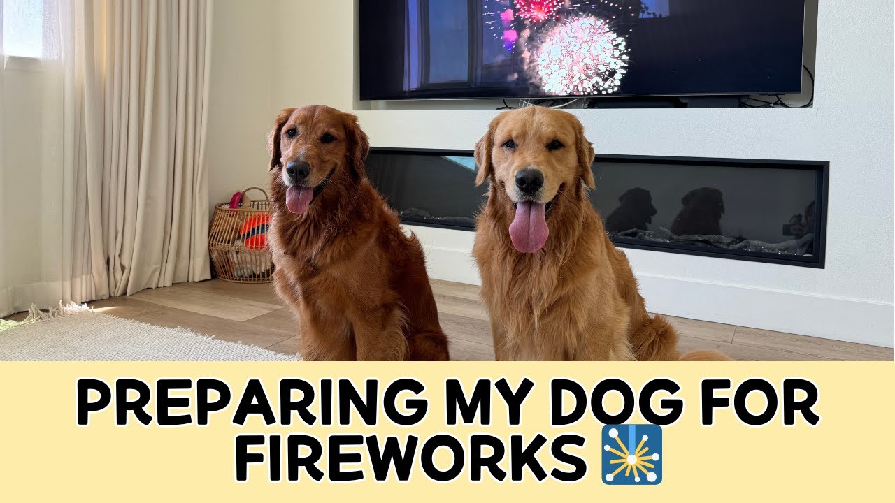 Preparing My Dogs For Fireworks! | Dog Reaction | Dog Training ...