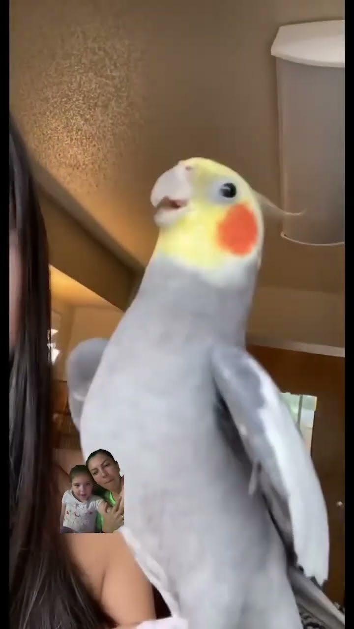 Ele ficou feliz! ️#shortsvideo #parrot #elsa #disneyprincess #cockatiel ...