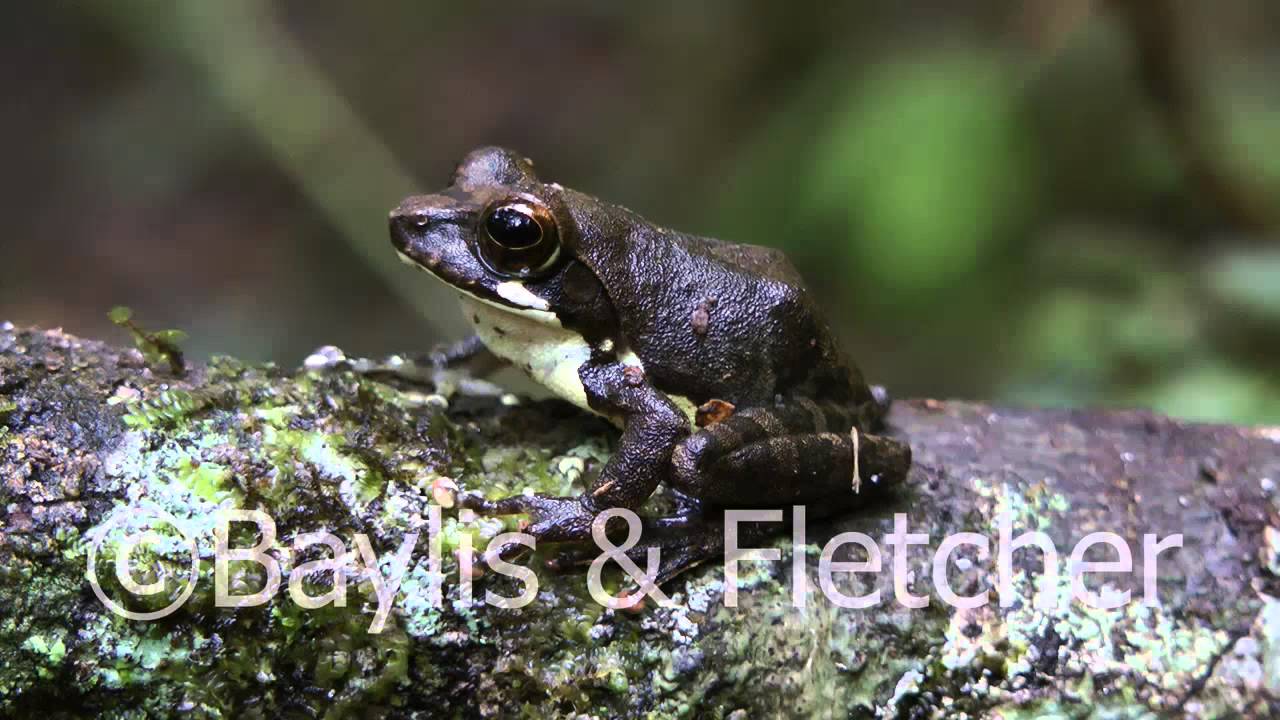 Cheeky Shrub frog, Sri Lanka. 20110211_134654.mp4 - YouTube