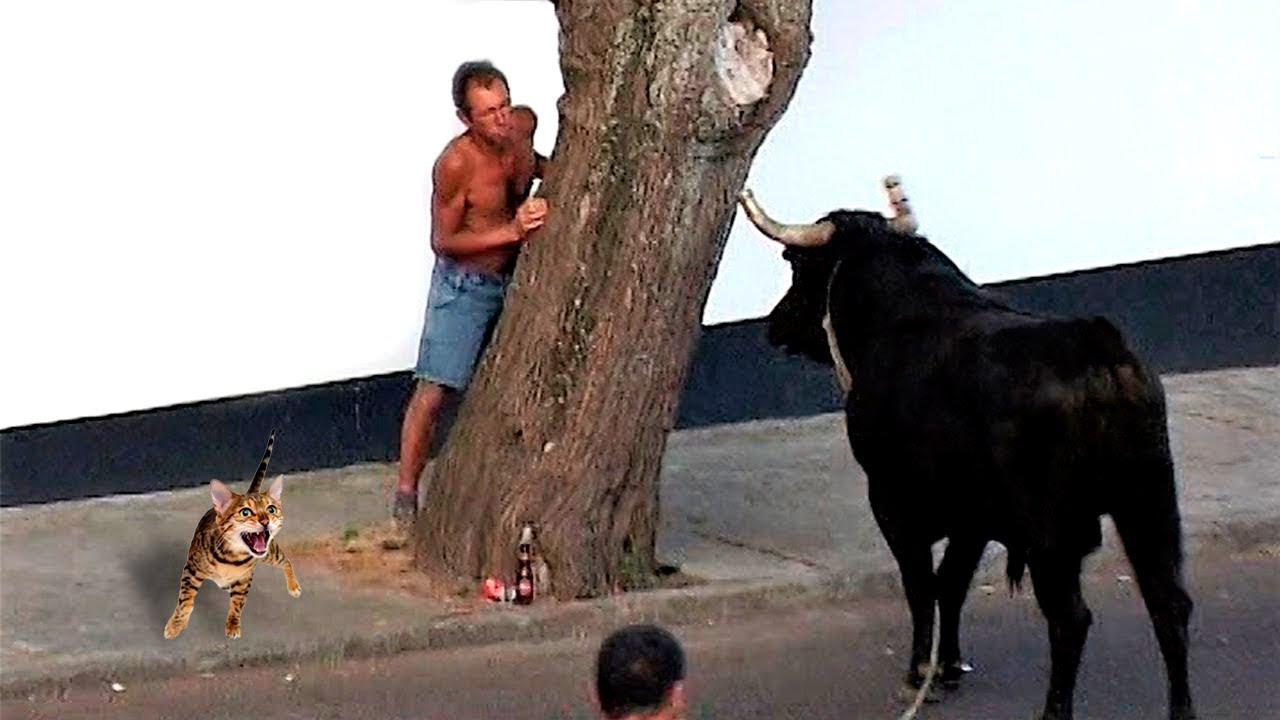 TOURADA Nº20 Iª Parte MARRADAS ILHA TERCEIRA AÇORES HD - YouTube