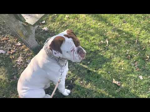 How Aggressive Are Olde English Bulldogs? Watch the video to learn more ...
