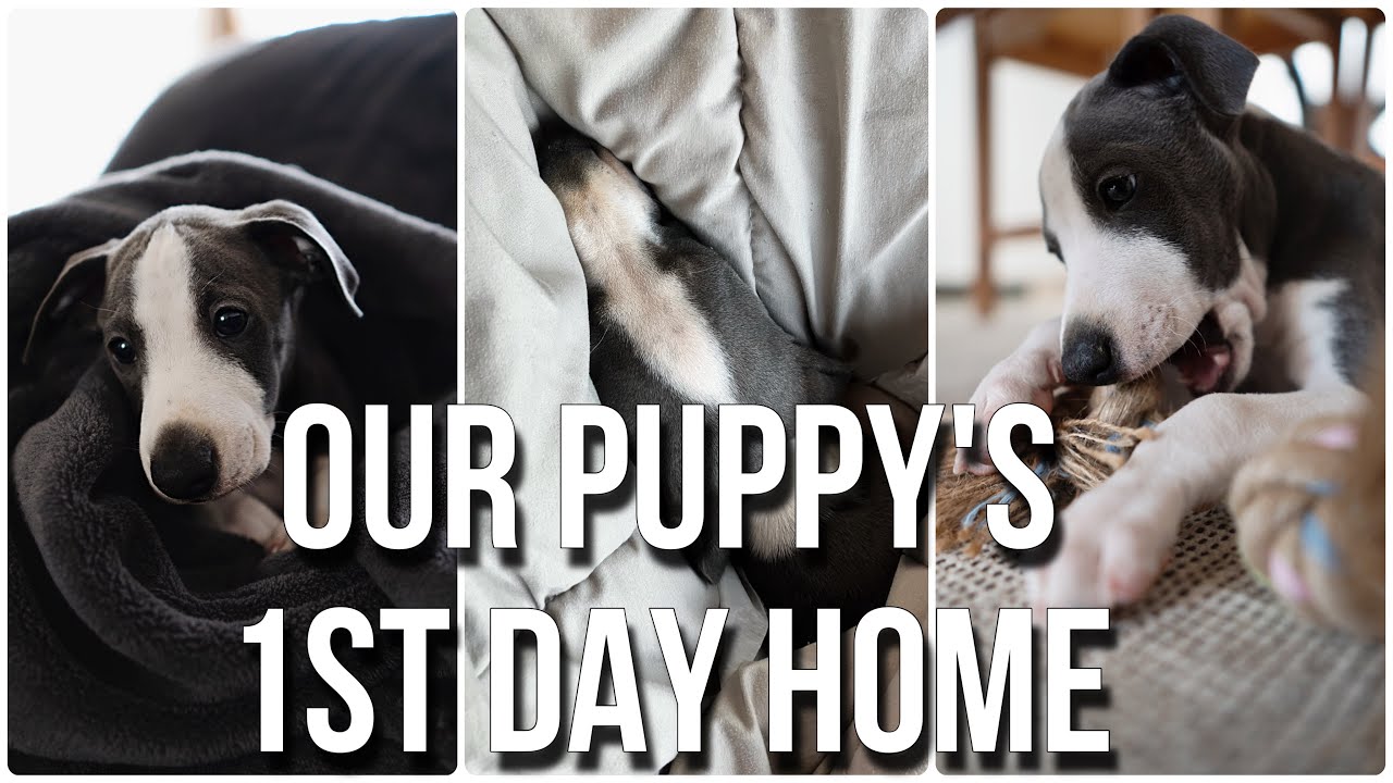 First day with our whippet puppy | puppy’s first 24 hours at home ...