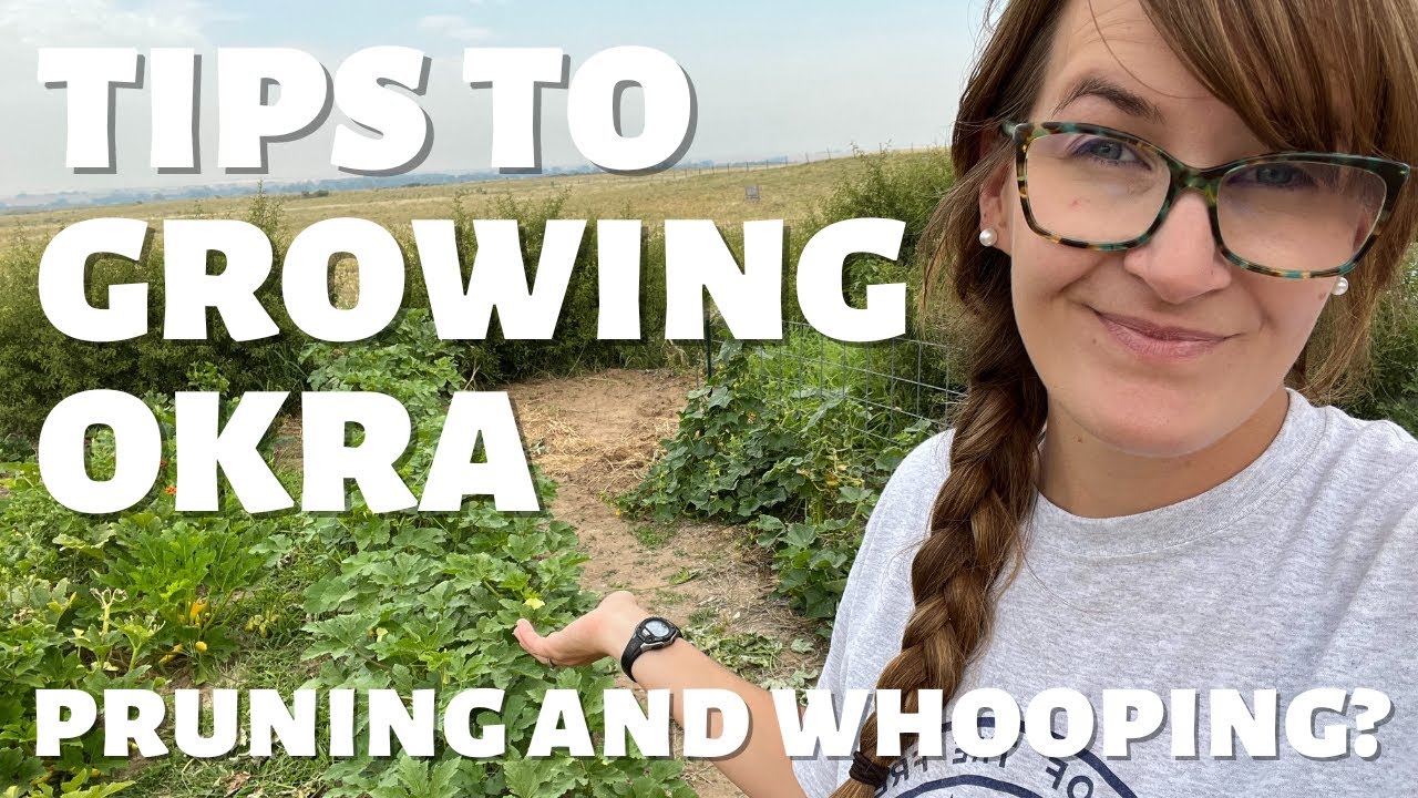 TIPS TO GROWING OKRA | HOW TO GROW OKRA | PRUNING AND WHOOPING OKRA ...