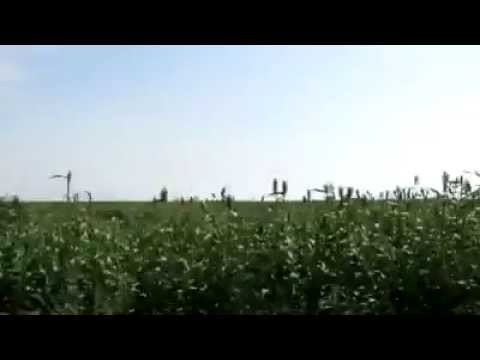 Gergef Farm, Gash Barka-Eritrea - YouTube