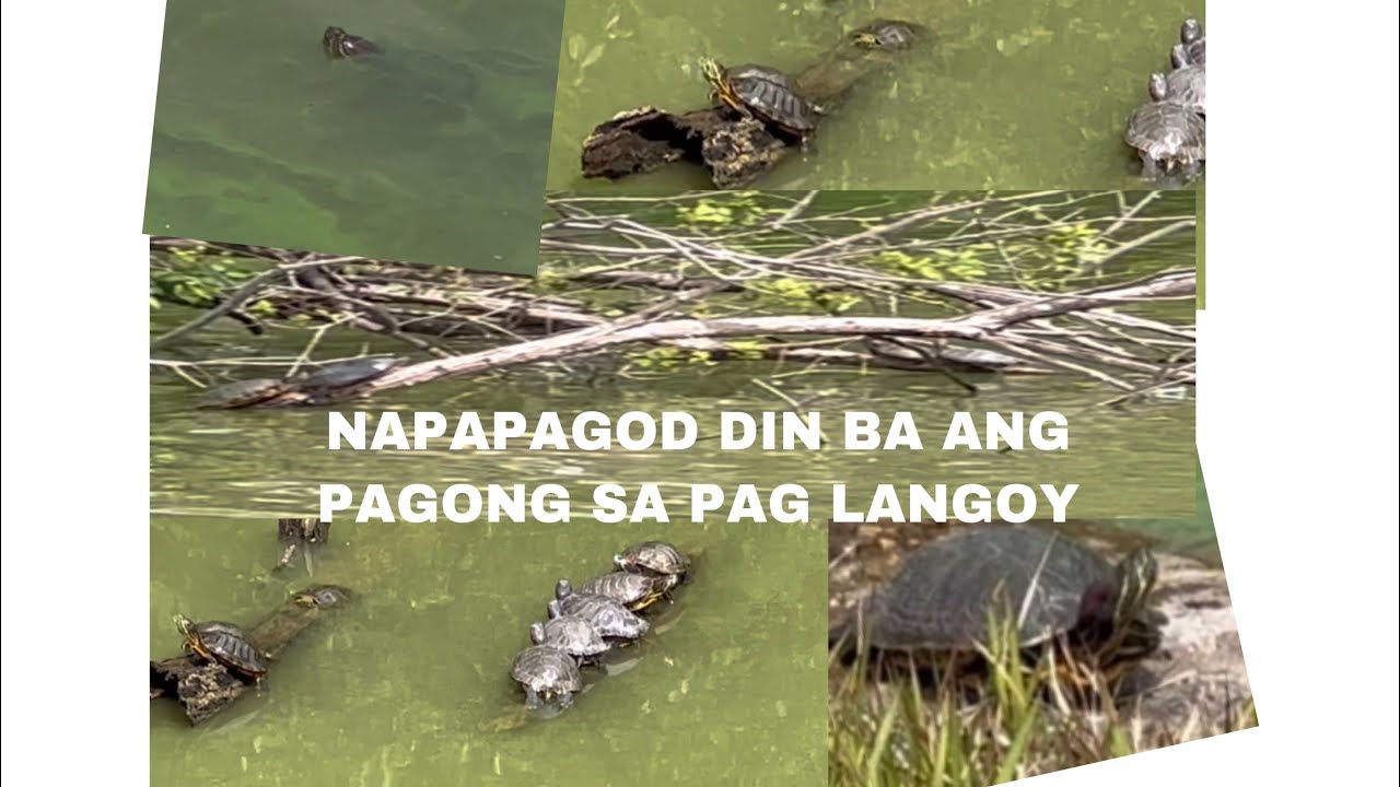 GANITO PALA MATULOG ANG MGA PAGONG 🐢 - YouTube