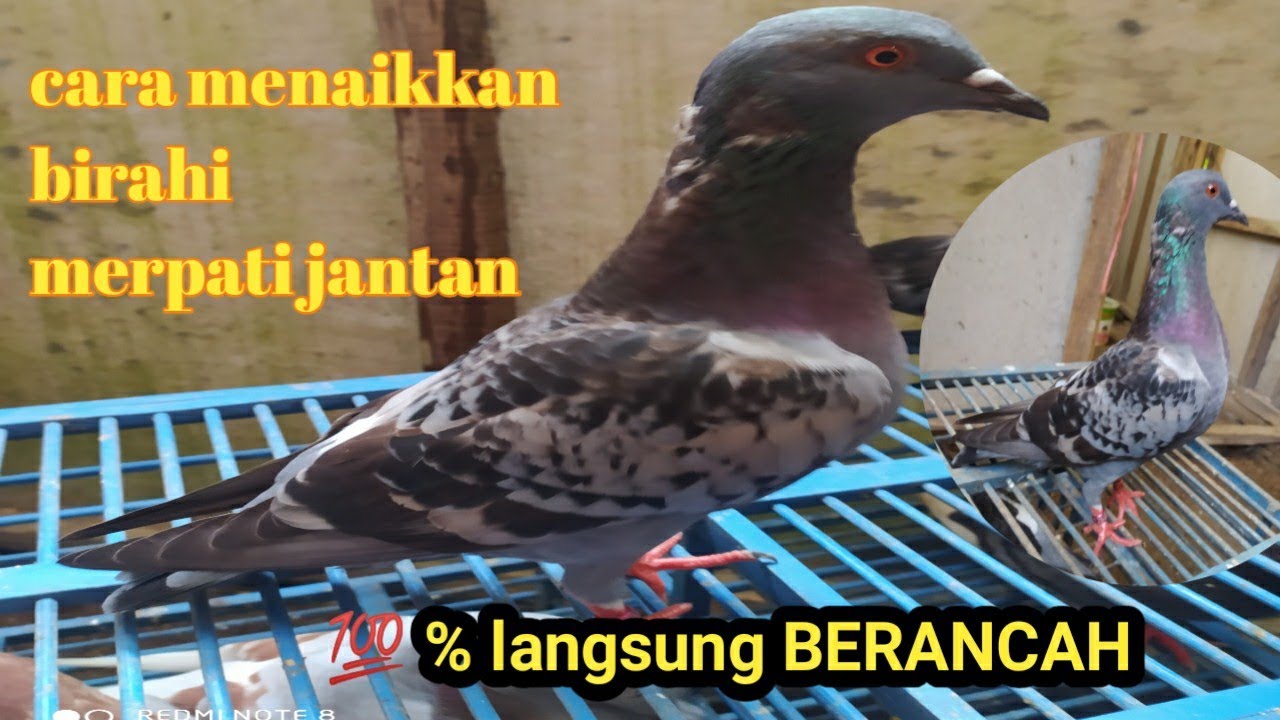Cara membrancahkan merpati jantan || menaikkan birahi merpati jantan ...