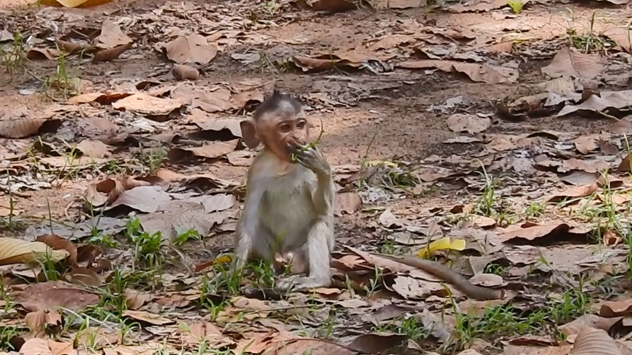 Hmm! Million Pity Dustin e Because Of Hungry Baby Eating The Grass, So ...