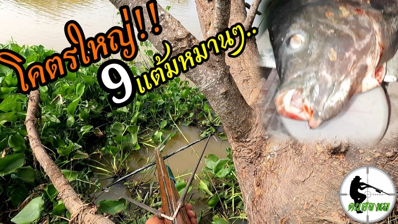 #Shoot fish ยิงปลานิลปีศาจ แม่น้ำปราจีนฯ เจอไซส์นี้ต้องร้องโอ้!!.. Ep ...