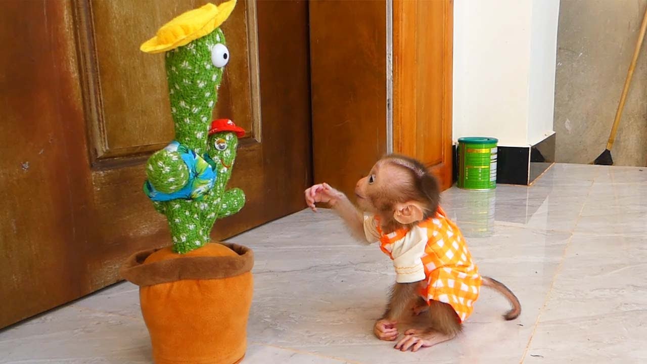 Wow Very Amazing Reaction!! Shusy Can Talk Reply To Cactus When Cactus ...