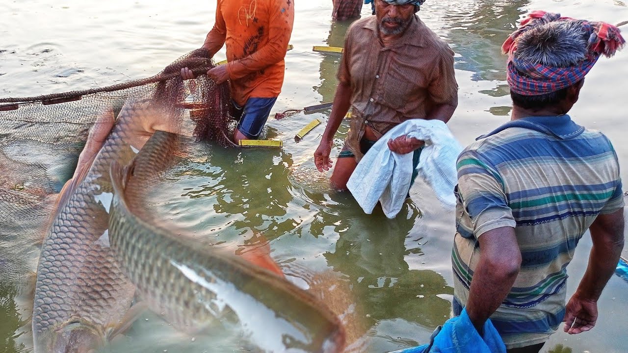#catching_fish in the river. The fishing with hand sanitizer in market ...