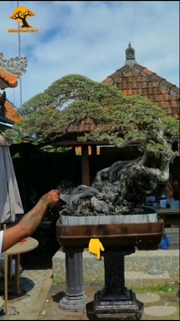 inspirasi bonsai santigi super extreme #bonsai - YouTube