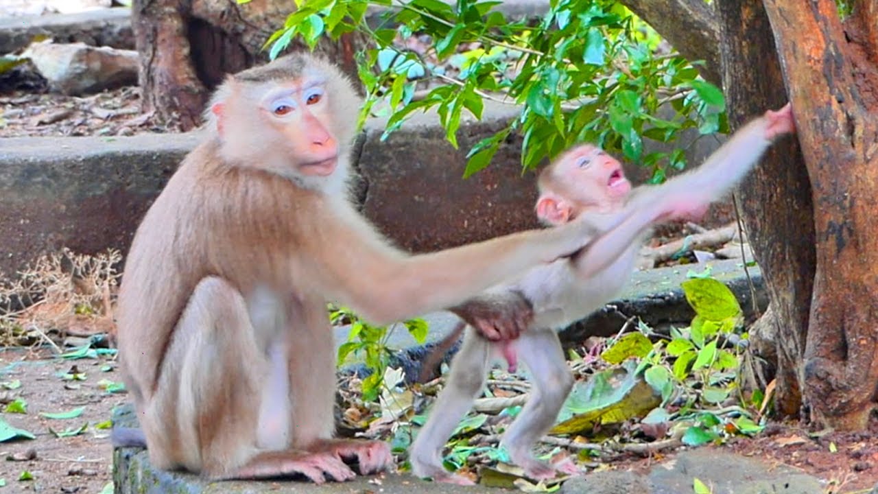 Adorable ! Beloved baby monkey NIKO tries to lave his Mom -But Mom is ...