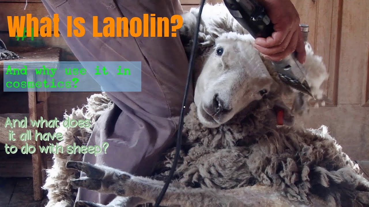 Lanolin: How Its Made, What's It Used For, & Overall...What Is It ...