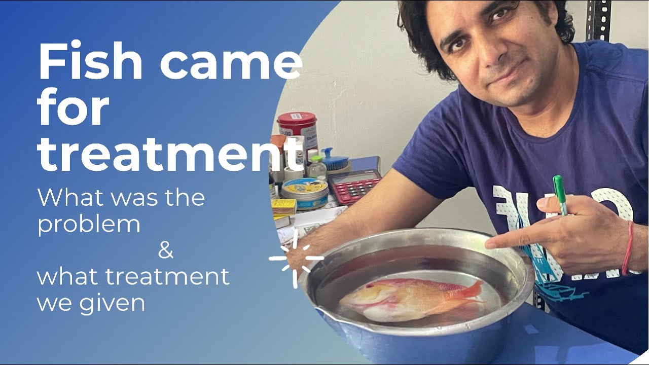 Sick fish came for treatment ||problem with fishes and it’s solution ...