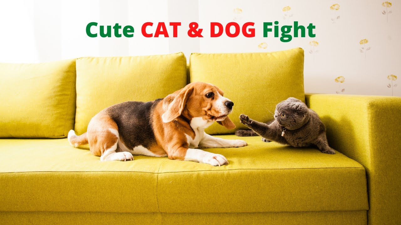 Funny CAT & DOG FIGHT Moments - YouTube