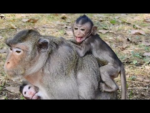 Jessie baby monkey Angry mom cos can not request milk,So pity baby ...