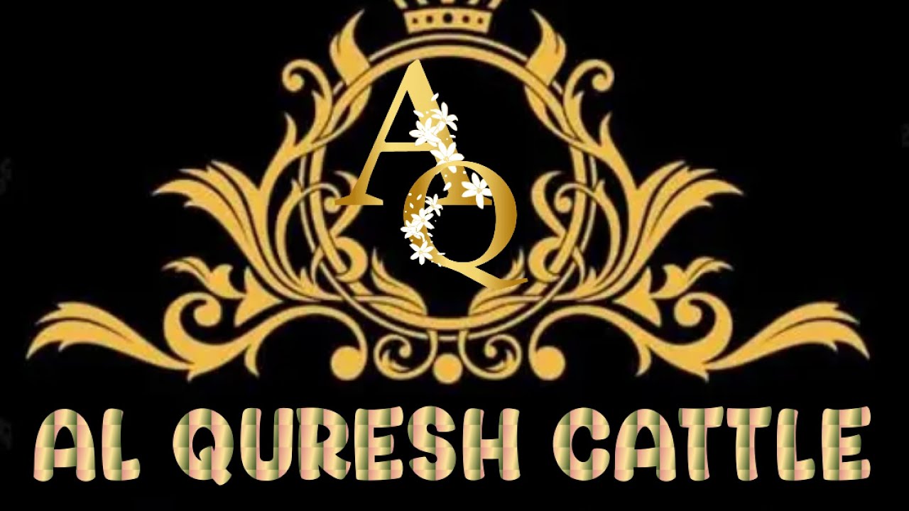 Al Quresh cattle farm | Available at responsible price | Karachi mandi ...