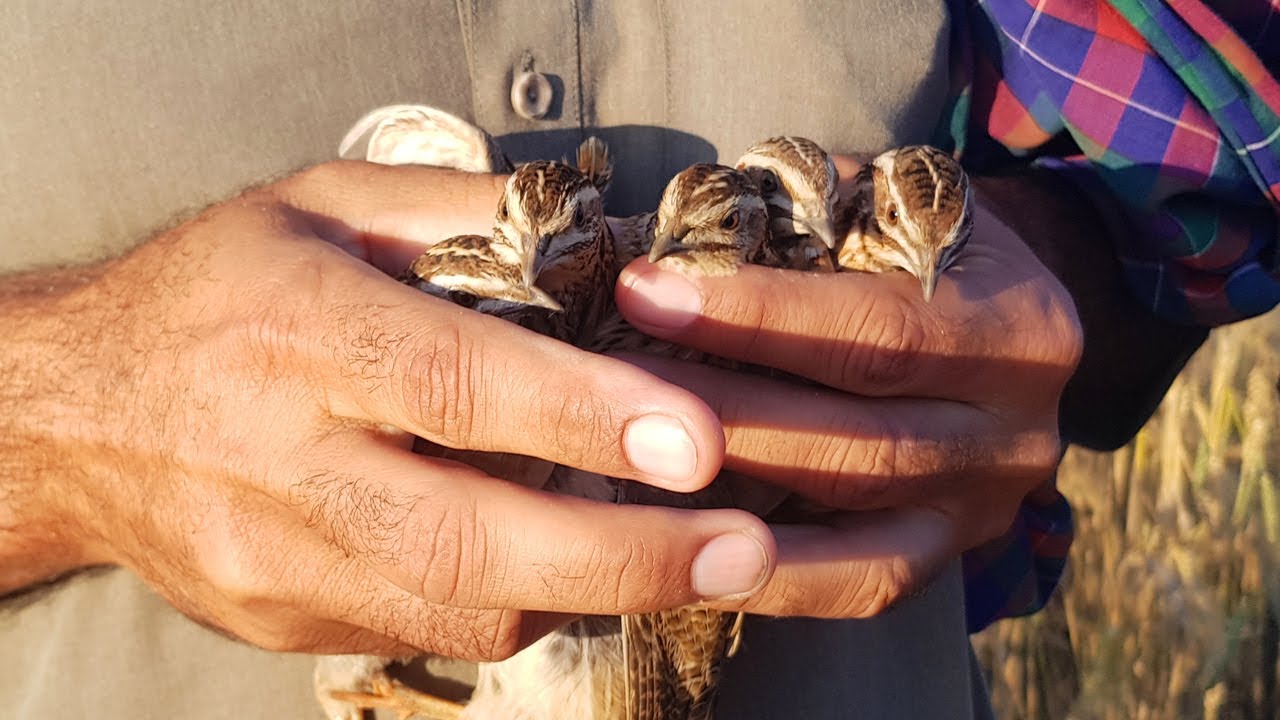 2024 batair hunting | trap of birds | 3 male quail and two female ...