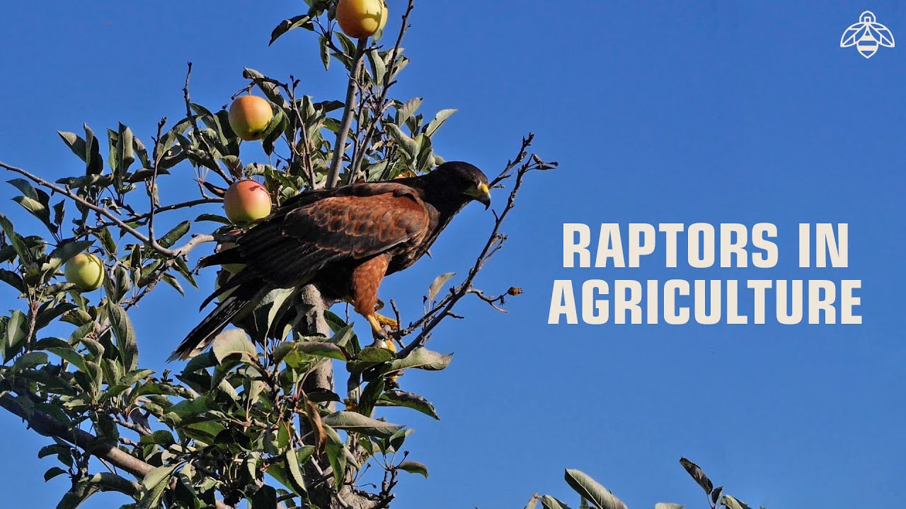 The Importance of Raptors in Agriculture | Iowa Raptor Project - YouTube