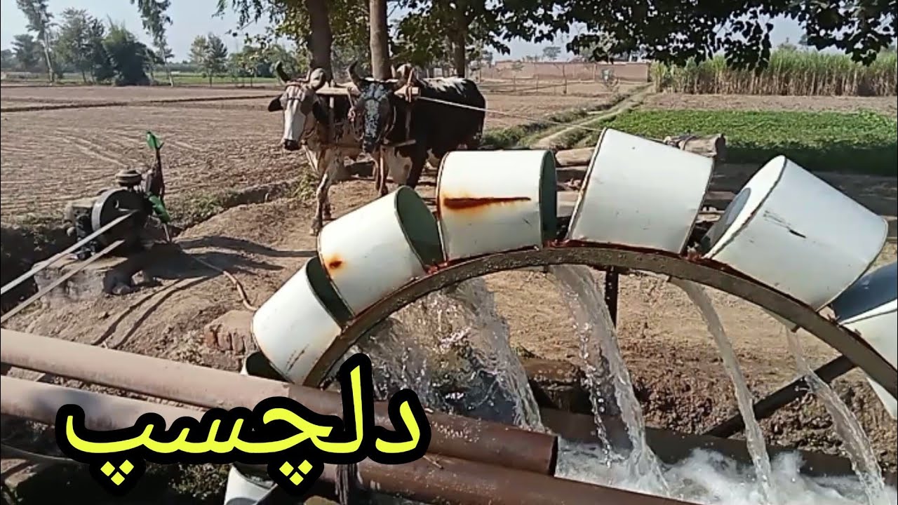 Old culture amazing persian wheel method || Alyaan Shafaqat || persian ...
