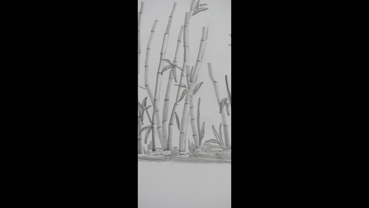 How to draw Bamboo Tree| Pencil Sketch🌿 - YouTube