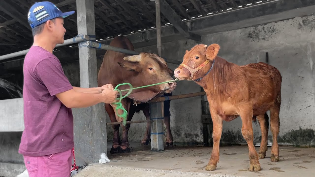 KONDISI TERKINI. PEDET LUCU HADIAH PERNIKAHAN 🥰 - YouTube