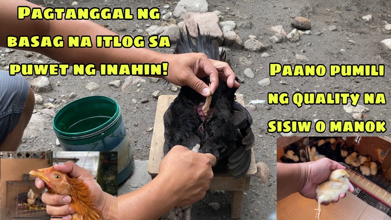 Pagtanggal Ng Basag Na Itlog Sa Puwet Ng Inahin Paano Mamili Ng Mga