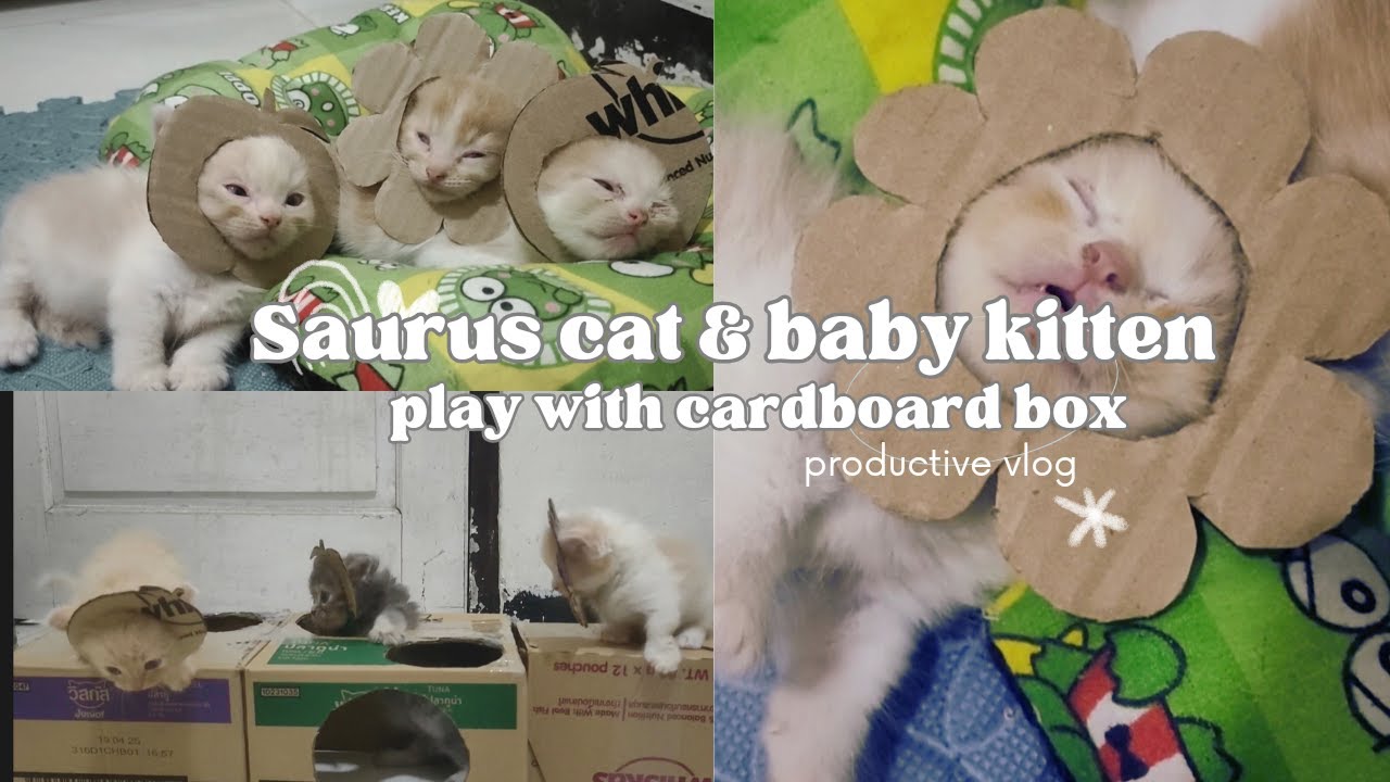 Saurus Cat & Baby Kitten Playing With Cardboard Box - YouTube