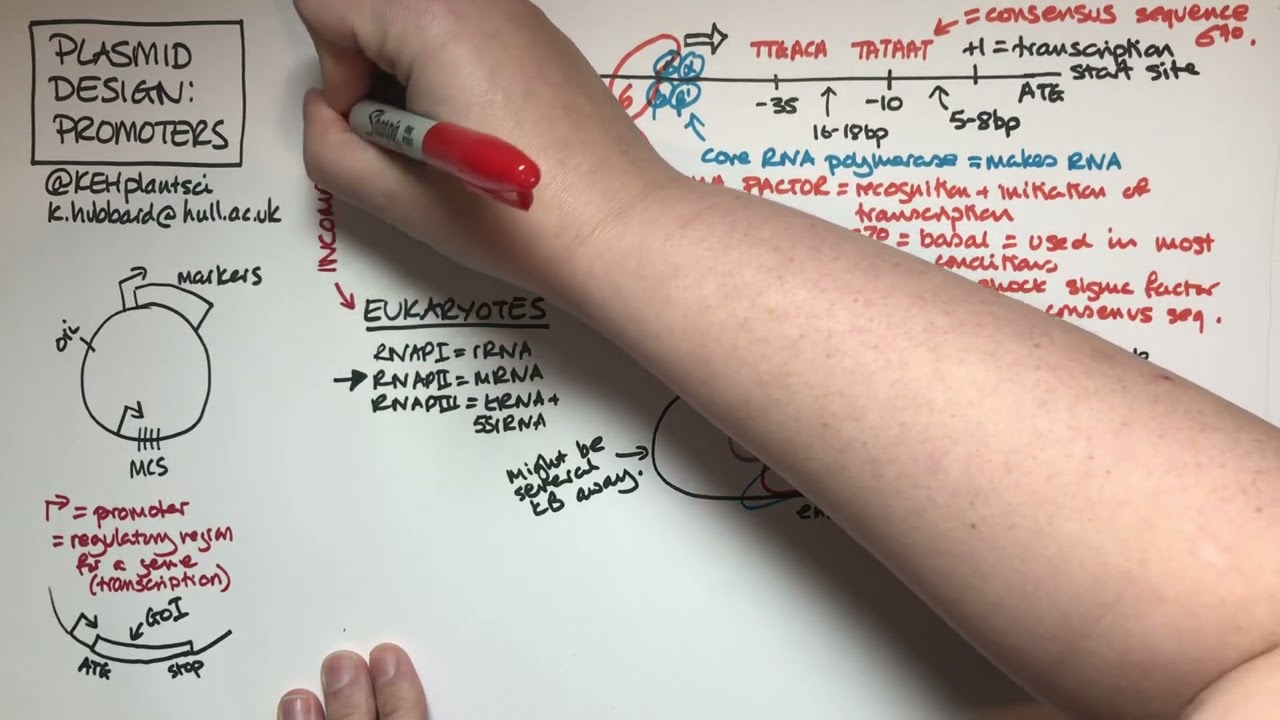 Plasmid Design - Promoters - YouTube