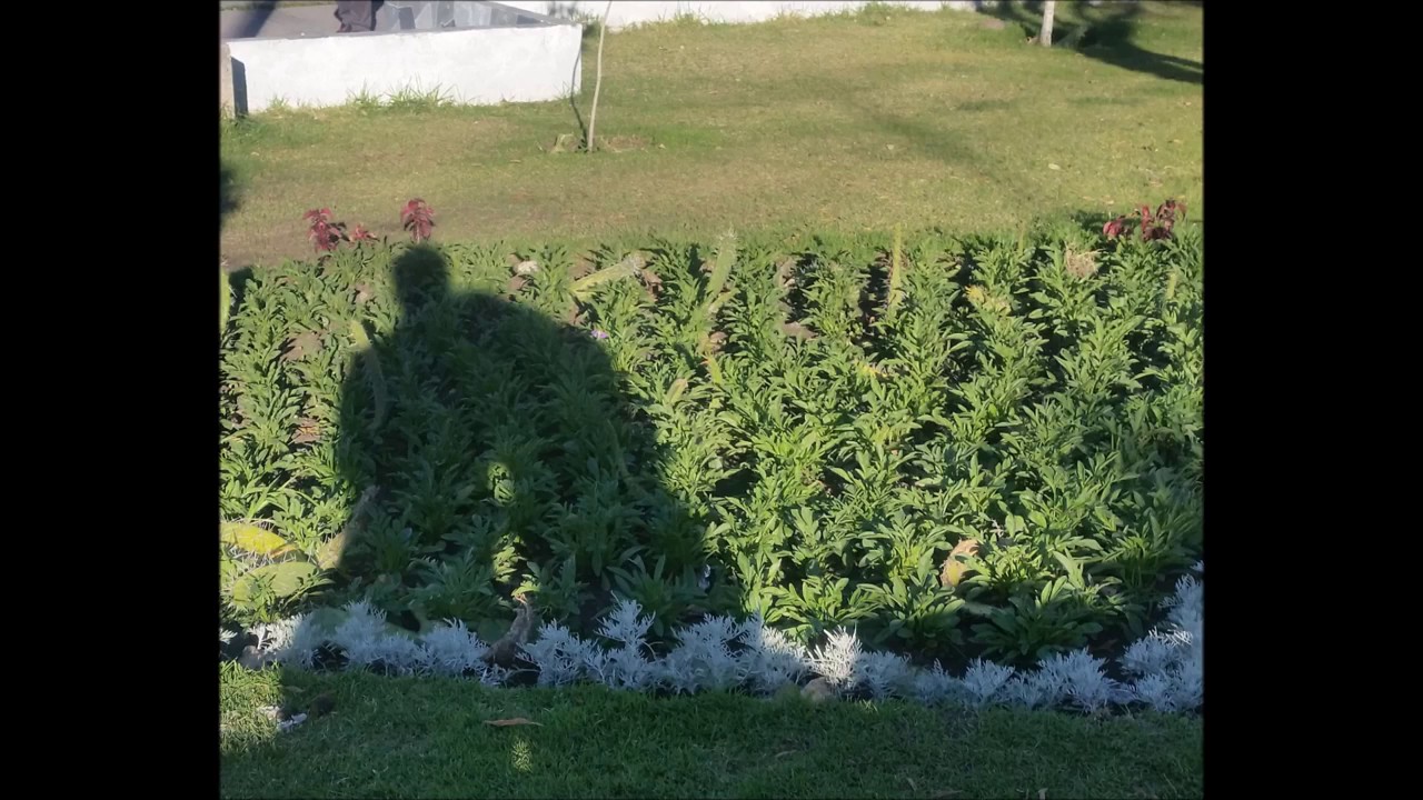 Sonata para Arpa - Arpa Andina Peruana Instrumental - Otoniel ...