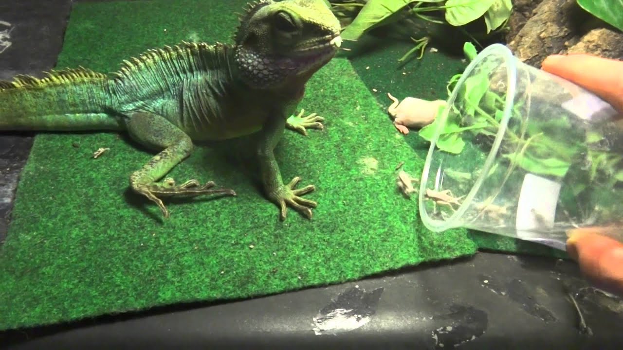 feeding adult water dragons - YouTube