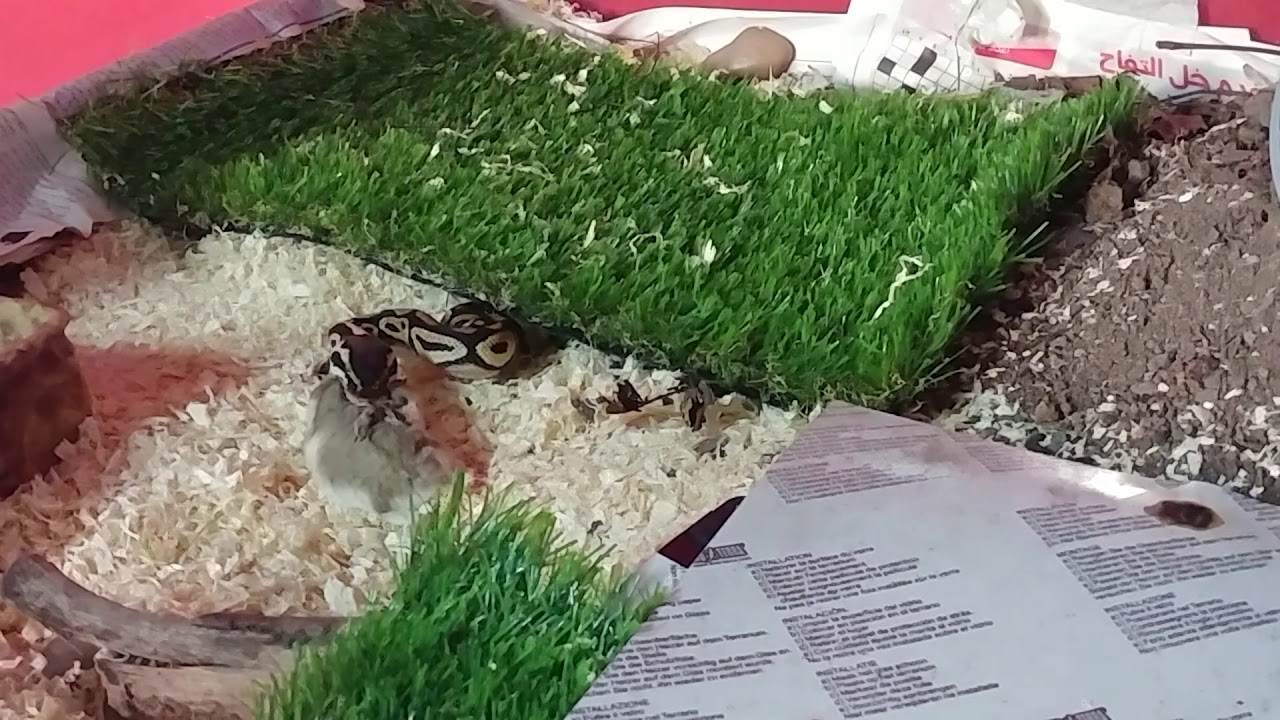 A hungry Pastel Ball Python live feeding/Hamster-full video - YouTube