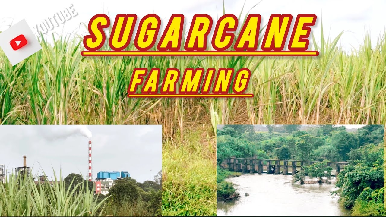 Growing and Harvesting Billions Tons of Sugarcane To make Sugar-Farming ...