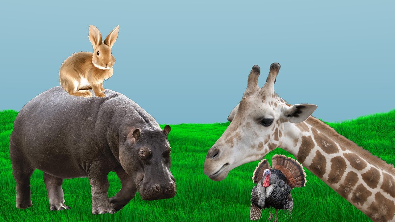 Funny animal giraffe Hippopotamus turkey rabbit sounds - YouTube