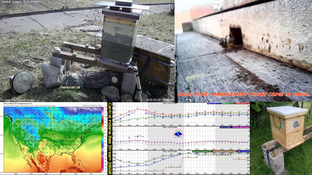Central Indiana Bee Stream - 6 Hours of bee flight 2/23/2020 - VERY ...