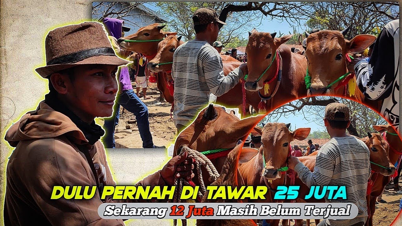 Sapi kerap Fenomenal umur setahun lebih sekarang dijual di Pasar - YouTube