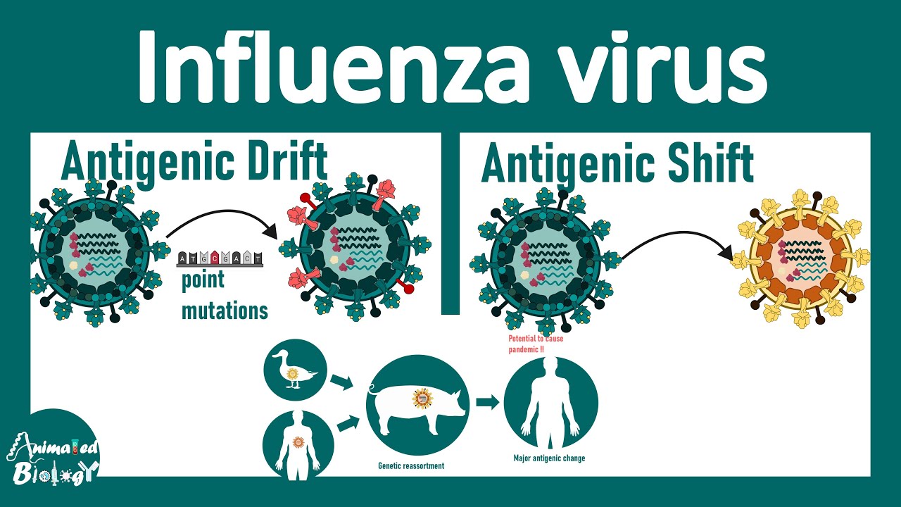 Influenza Virus: Antigenic Drift and Shift Explained with animation ...