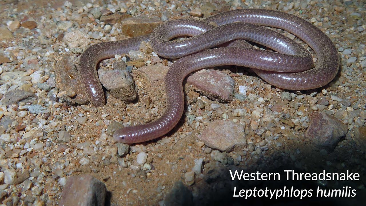 Meet One of Our TINIEST Snakes: the Western Threadsnake - YouTube