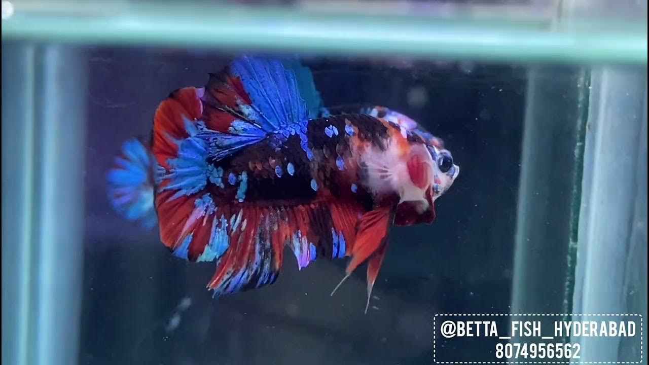 Koi Black Galaxy HMPK Betta Breeding Pair || Halfmoon Plakat || Betta Breeding Pair || - YouTube