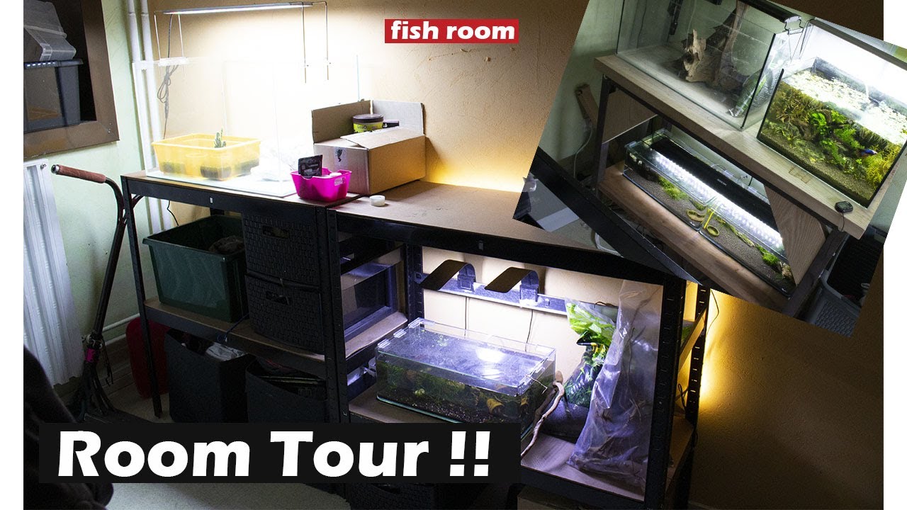 bienvenue dans ma fish room (room tour 2020) - YouTube
