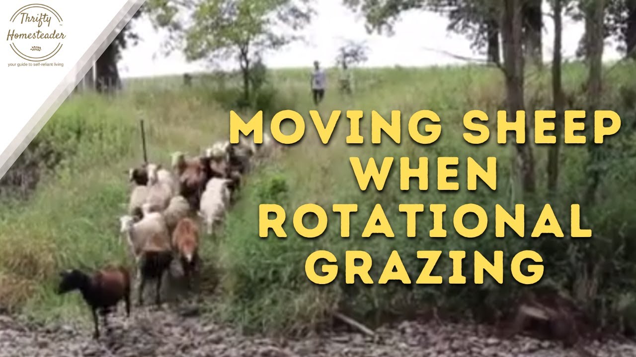 Rotational Grazing: How to Move Sheep to Greener Pastures - YouTube