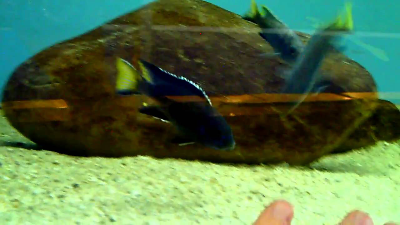 Pseudotropheus Acei itungi - YouTube