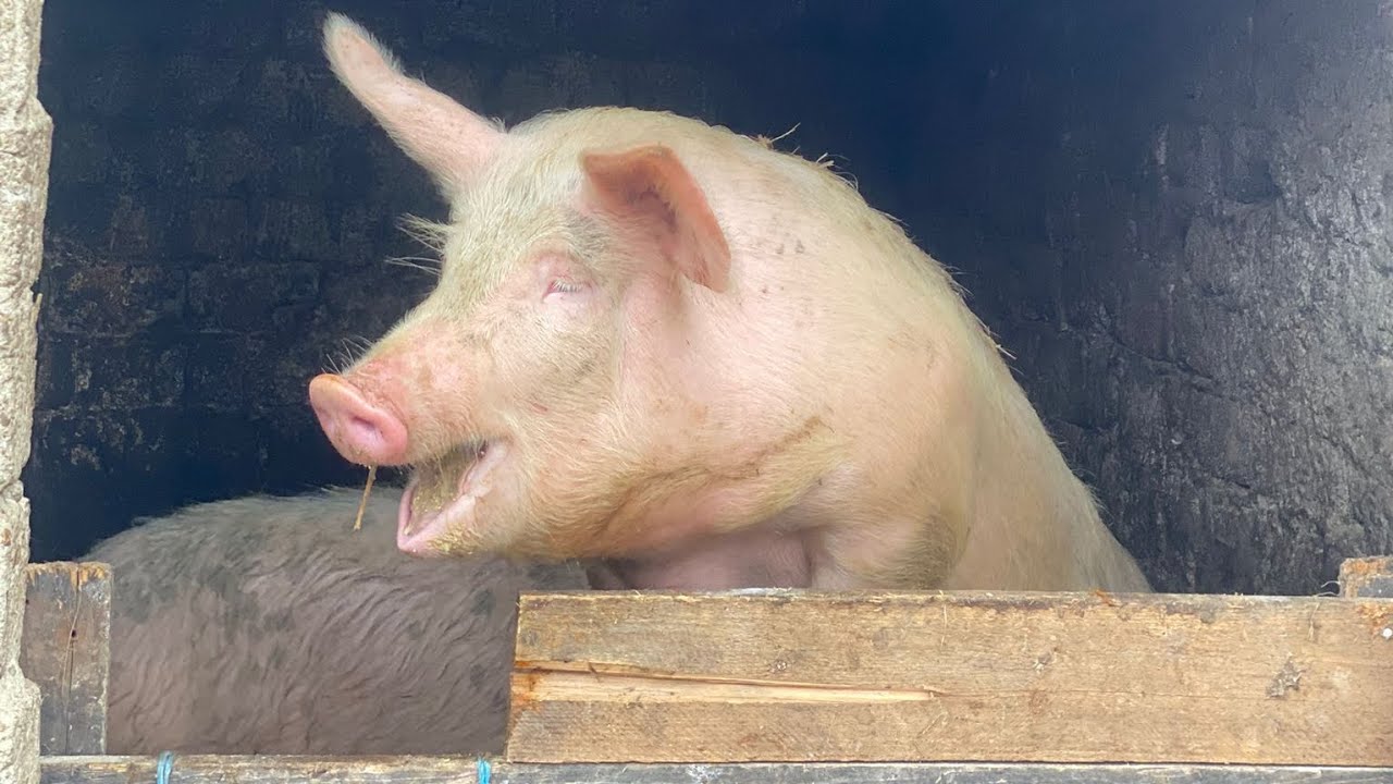 PORC DE CRACIUN 2023 - YouTube