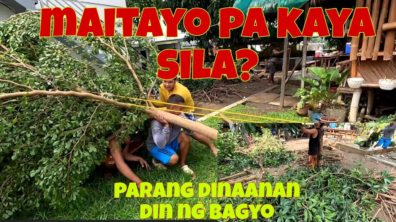 Pilitin namin ibangon ang mga natumbang talisay | Ang dami din ng mga ...